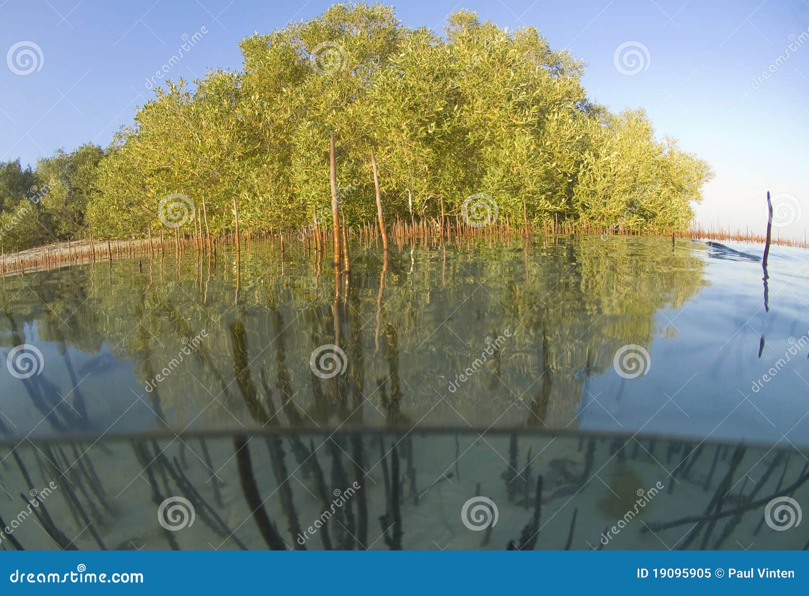Mangrove Tree in a Tropical Lagoon Stock Image - Image of lagoon, ocean ...