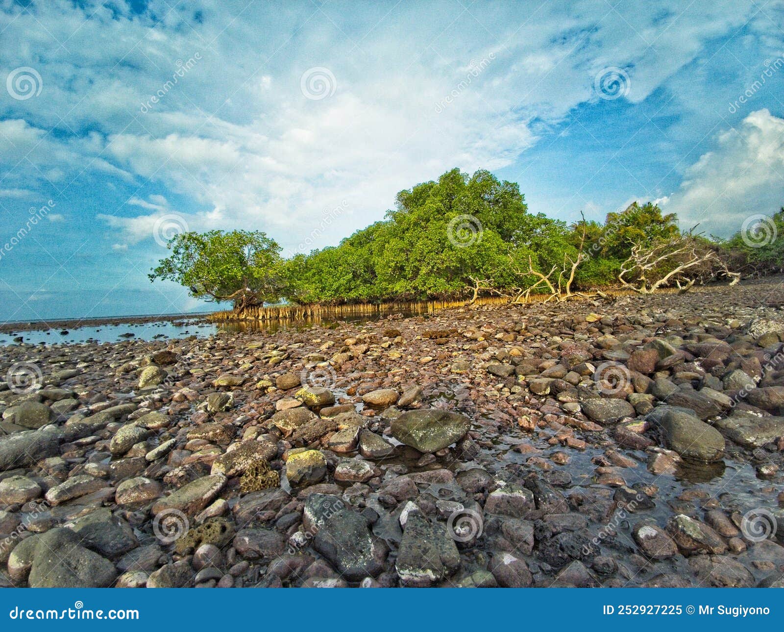 Mangrove Tree at Utama Raya Beach Stock Image - Image of tree ...