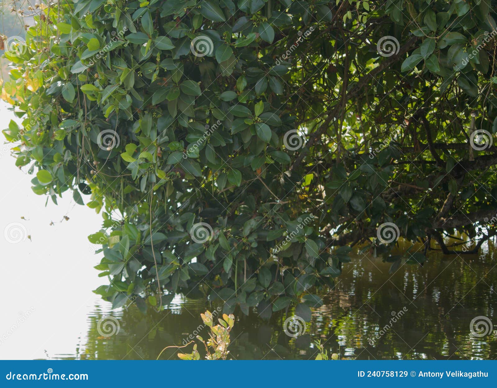 Mangrove tree in the water stock image. Image of light - 240758129