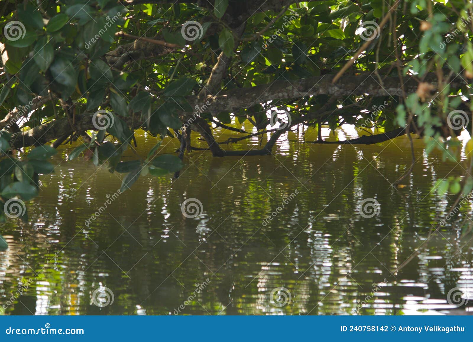 Mangrove tree in the water stock photo. Image of asia - 240758142
