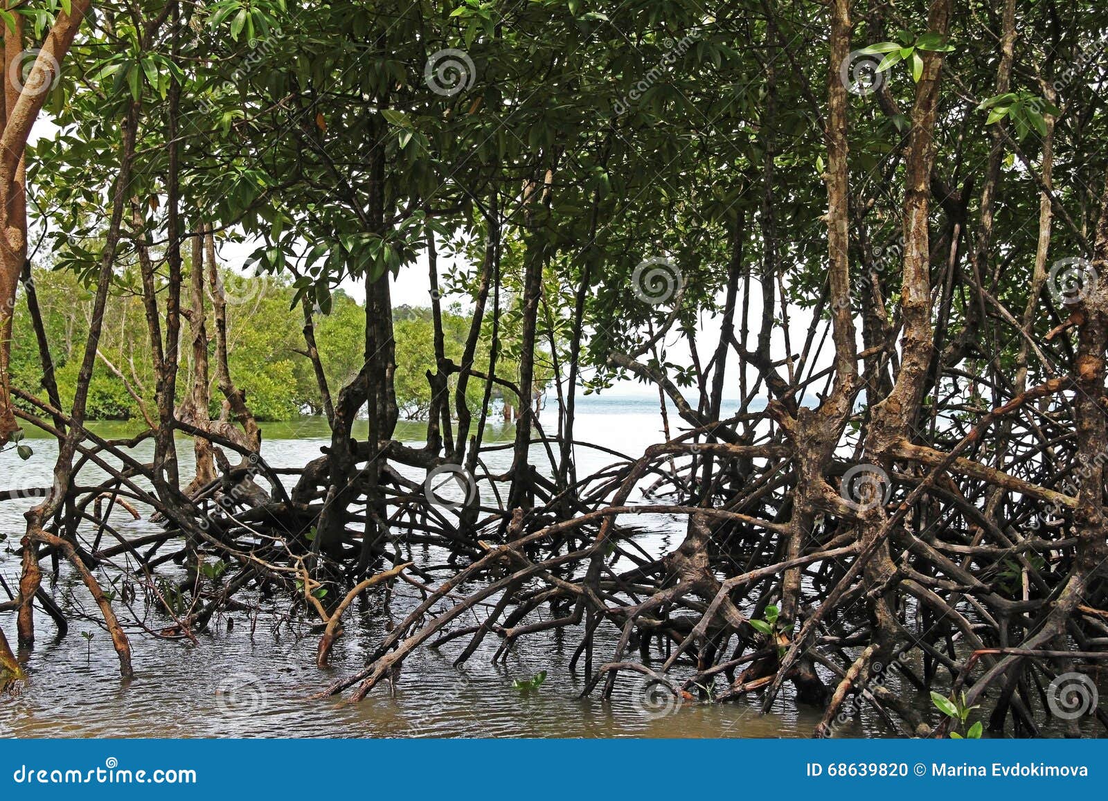 Mangrove Trees in the Andaman Sea. Thailand. Stock Photo - Image of ...