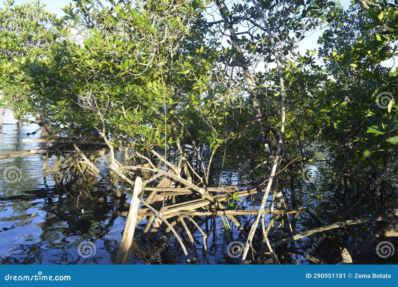 Mangrove Trees on the Beach, Morning Sun Shine, Water Stock Image ...