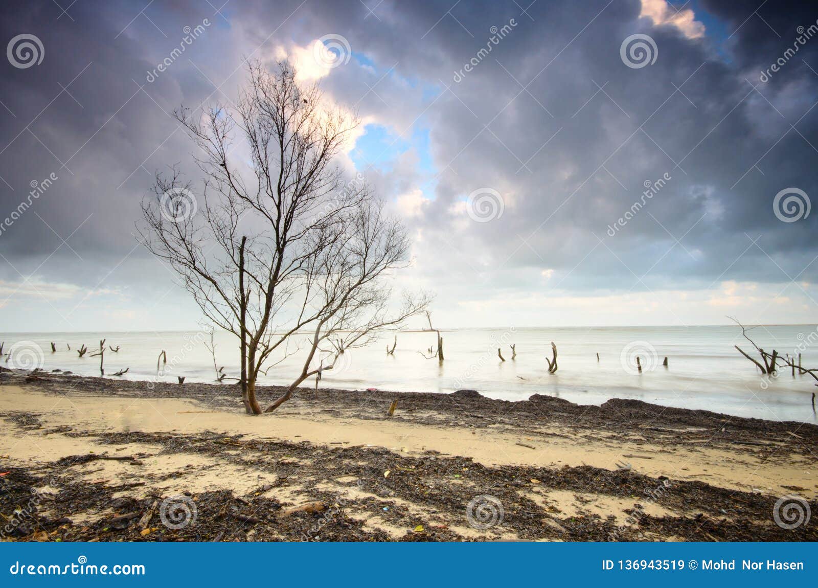 Mangrove Trees on the Beach at Sunset or Sunrise. Stock Image - Image ...