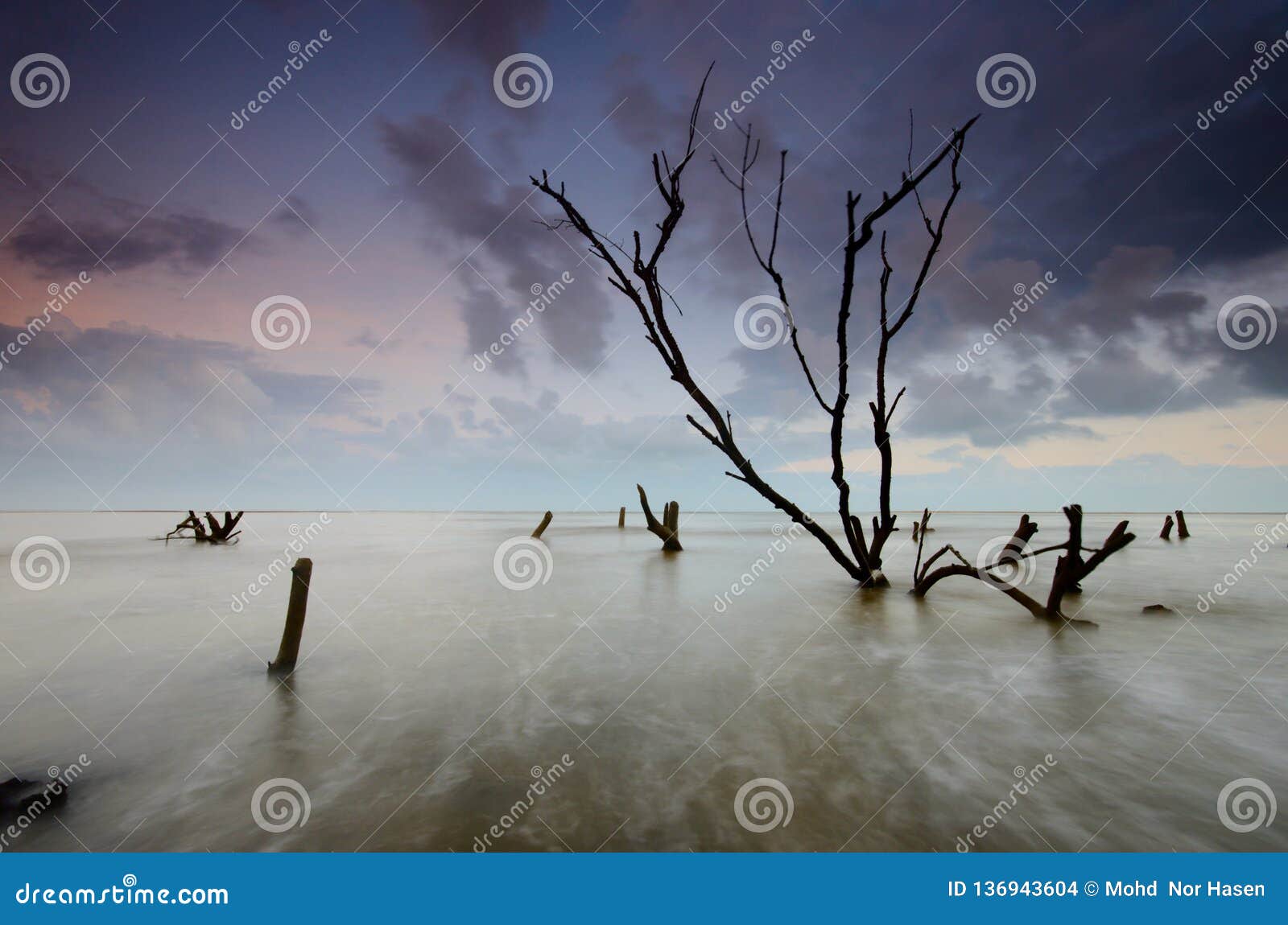 Mangrove Trees on the Beach at Sunset or Sunrise. Stock Photo - Image ...