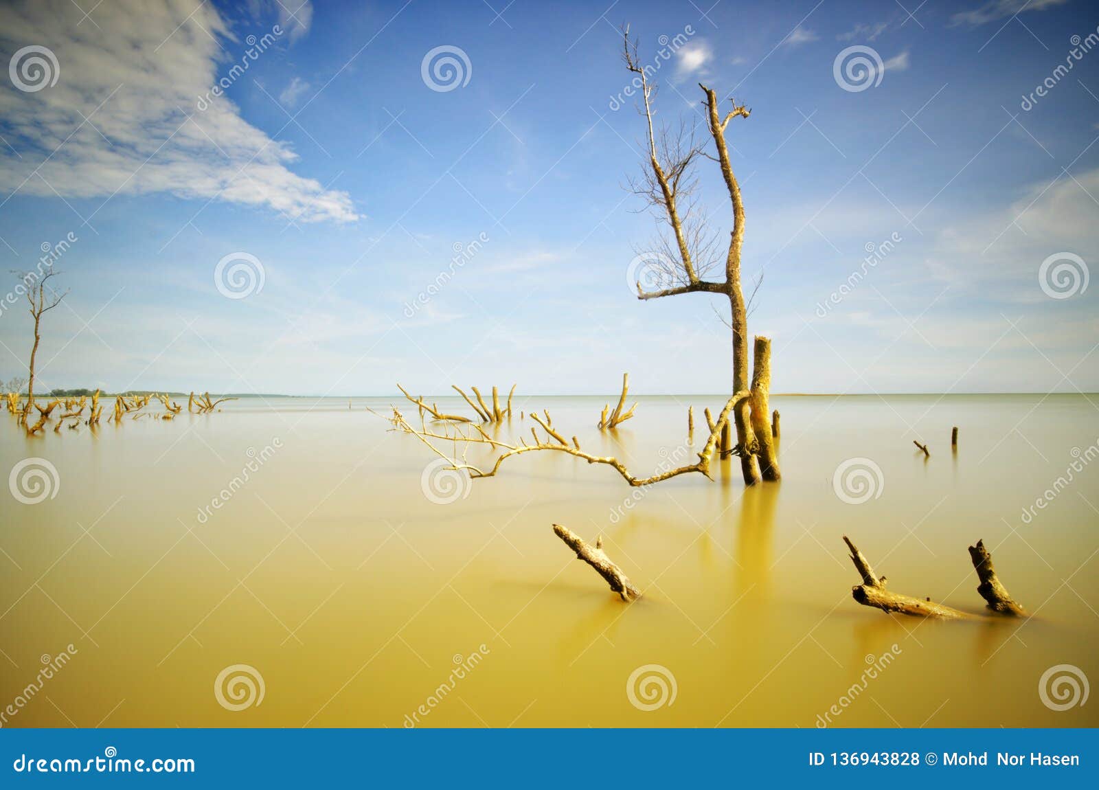 Mangrove Trees on the Beach at Sunset or Sunrise. Stock Photo - Image ...