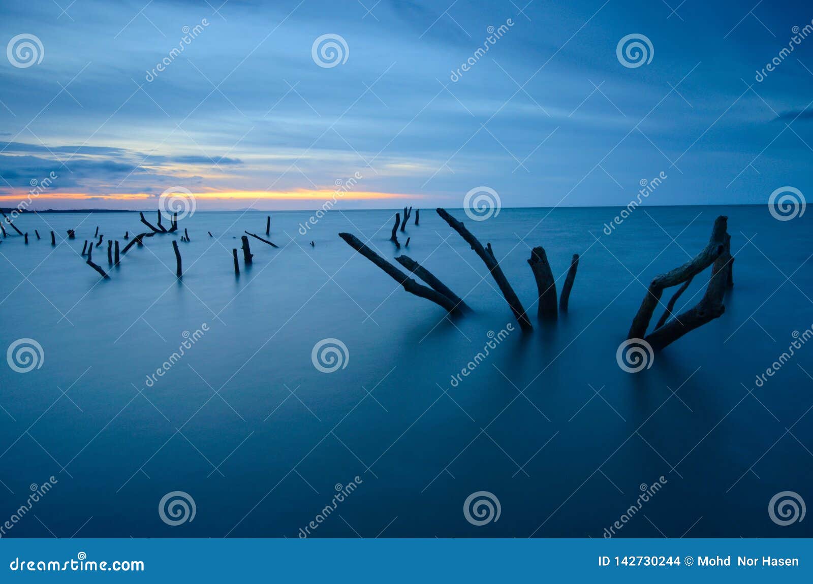 Mangrove Trees on the Beach at Sunset or Sunrise. Stock Photo - Image ...