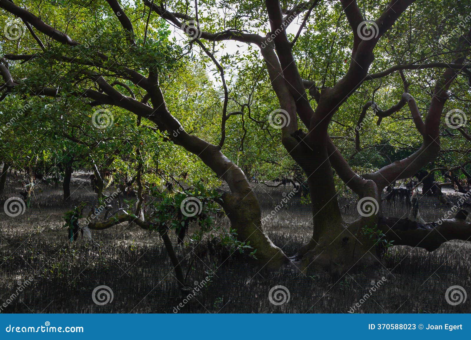 Mangrove Trees In Shallow Water In Card Sound, Florida. Stock Photo ...