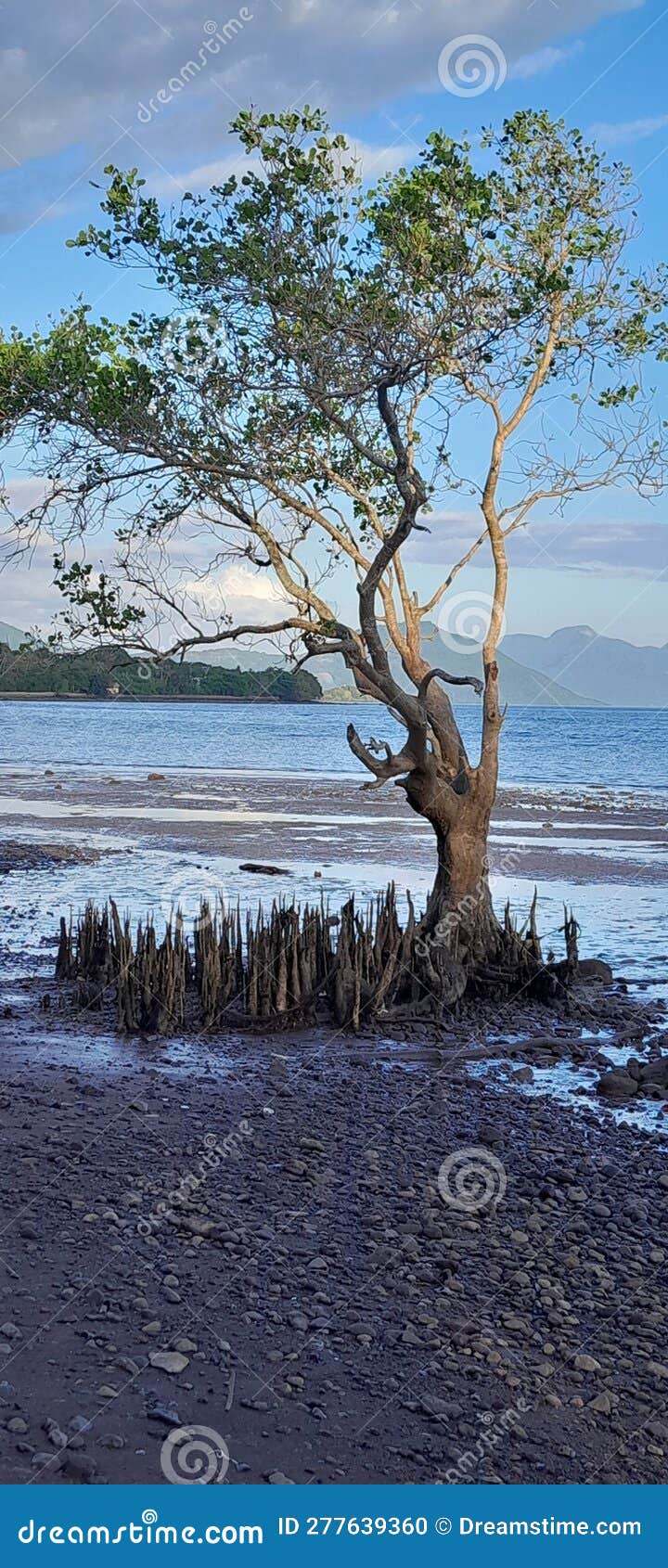 Mangrove Trees on the Edge of a Beautiful Beach Stock Photo - Image of ...