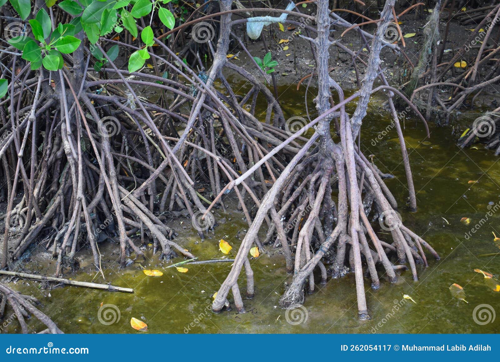 Mangrove Trees in Mangrove Forests with Twig Roots Stock Image - Image ...