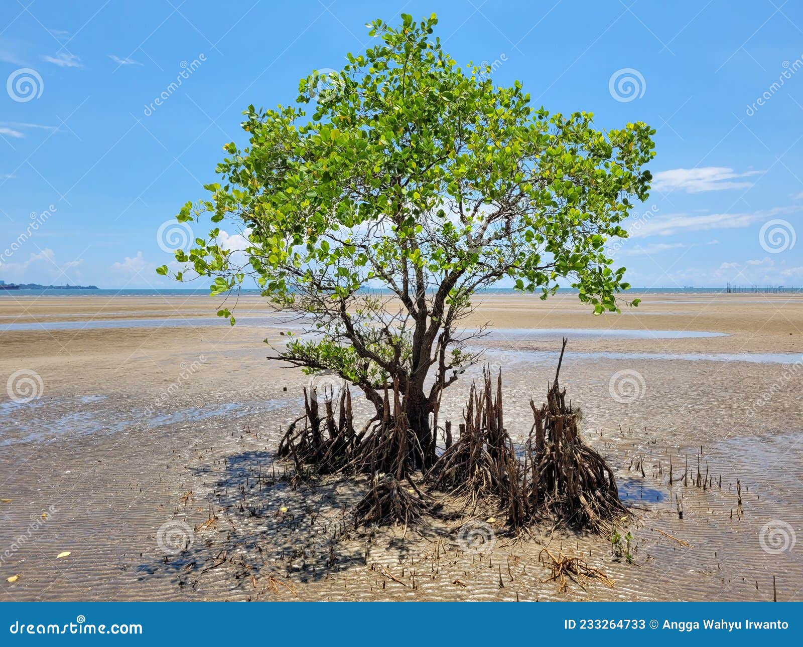 Mangrove Trees Growing between the Beach Sand Stock Image - Image of ...