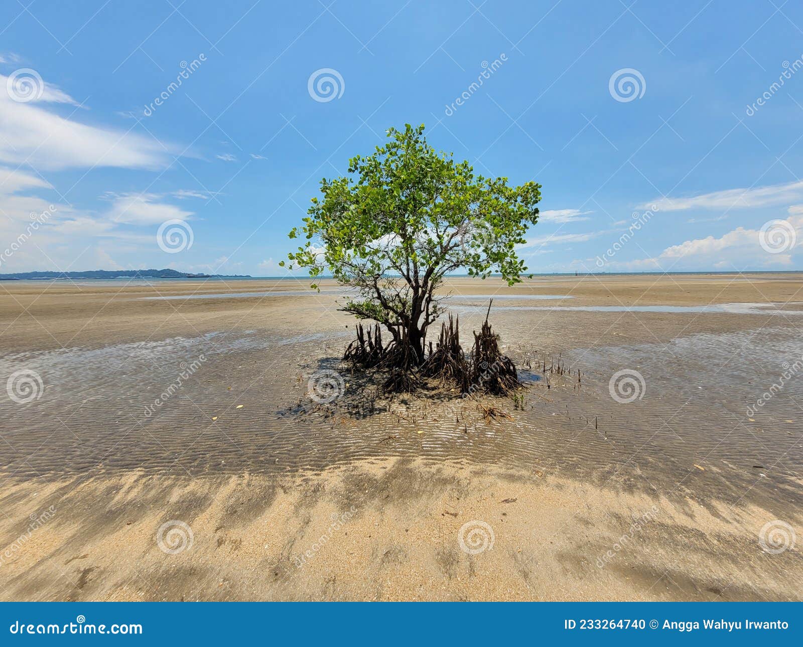 Mangrove Trees that Thrive on a Dry Beach Stock Photo - Image of ...