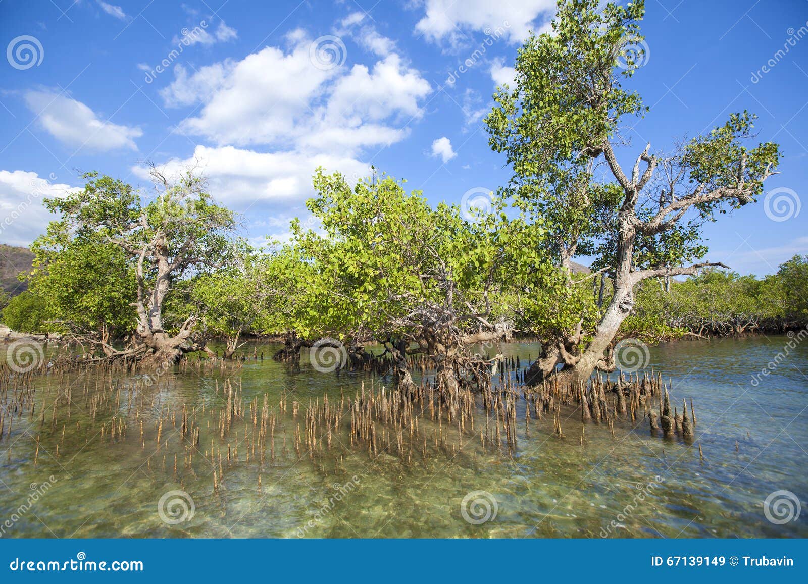 Mangrove trees stock image. Image of asia, beach, leaf - 67139149
