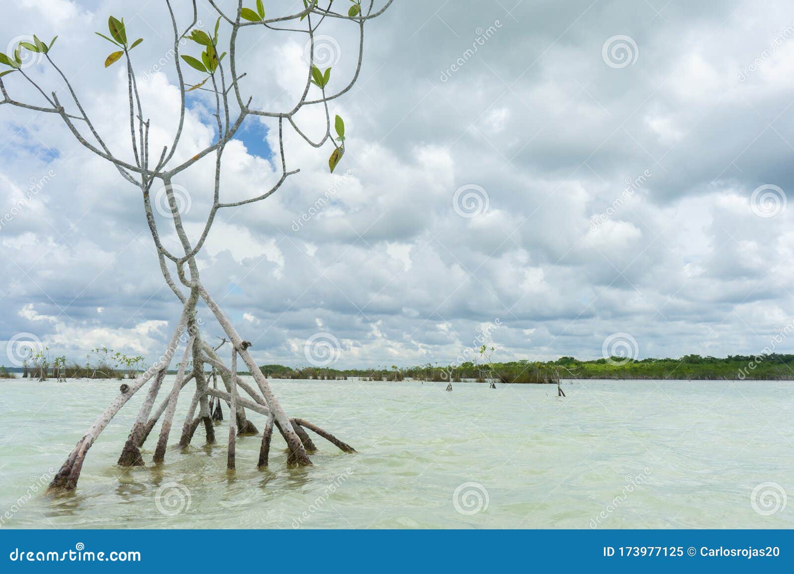 Mangrove trees in lagoon stock image. Image of ocean - 173977125