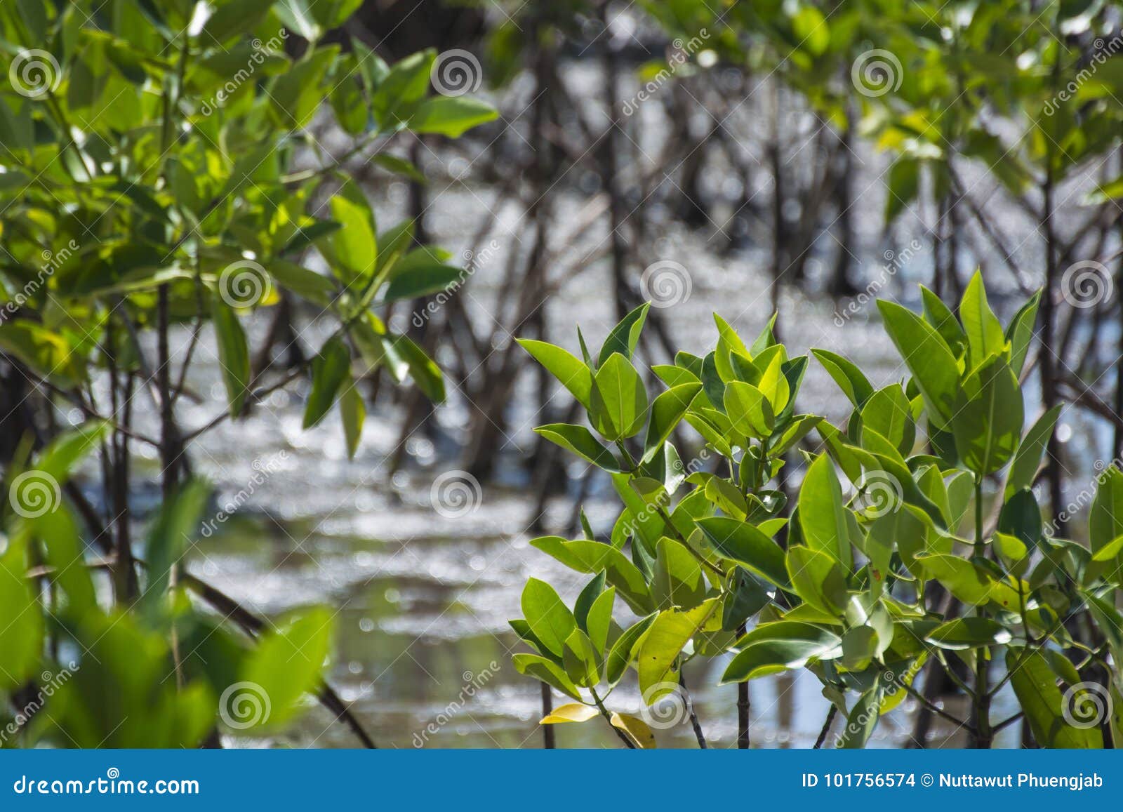 Mangrove trees stock photo. Image of park, spring, ecology - 101756574