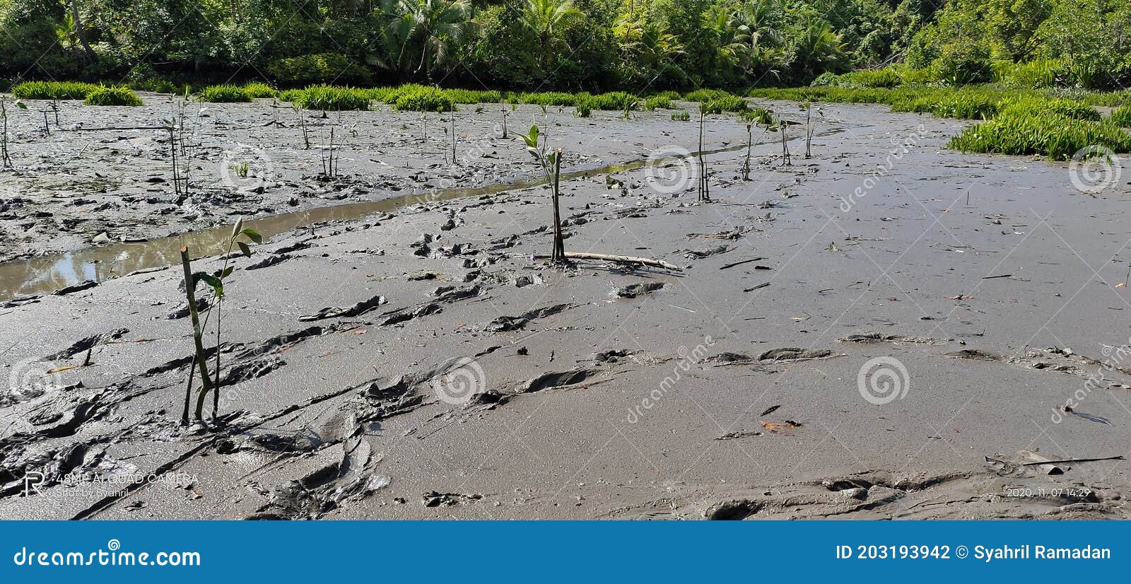 Mangrove trees in the mud stock photo. Image of trees - 203193942