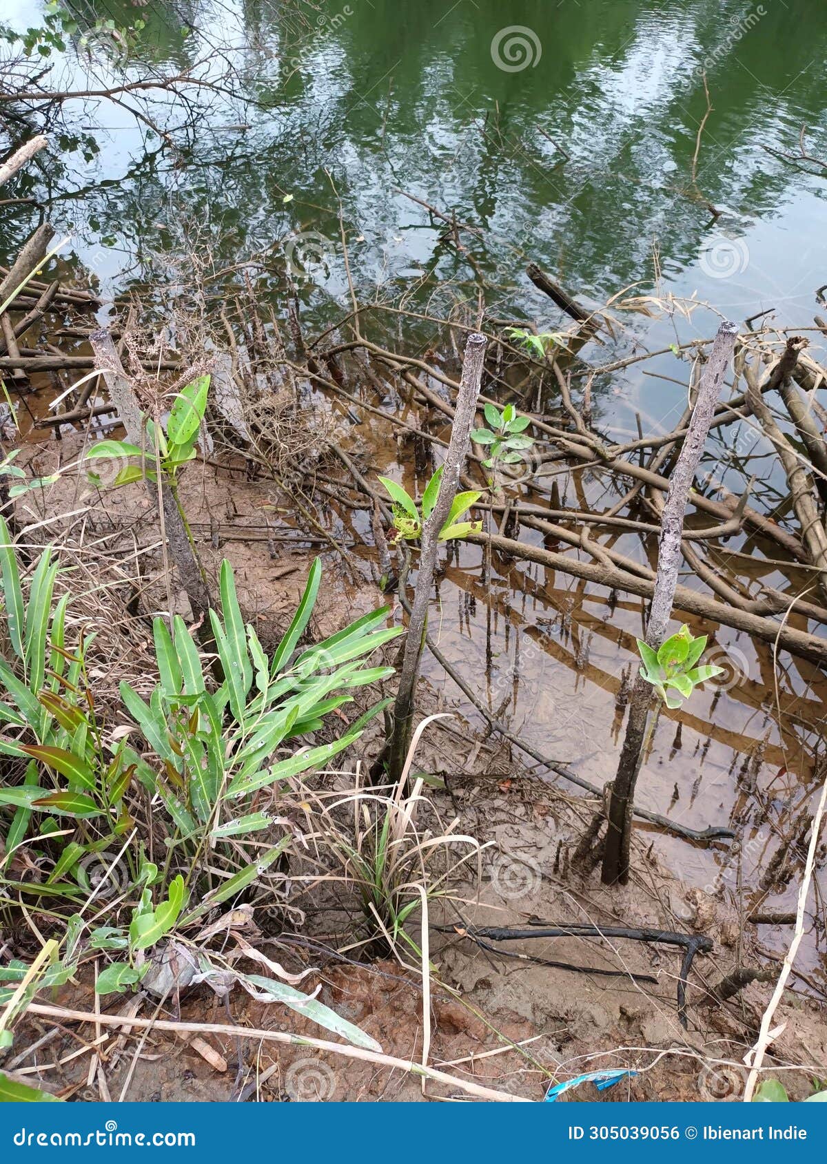 Mangrove Trees Planted Along the River, Muddy Soil Stock Photo - Image ...