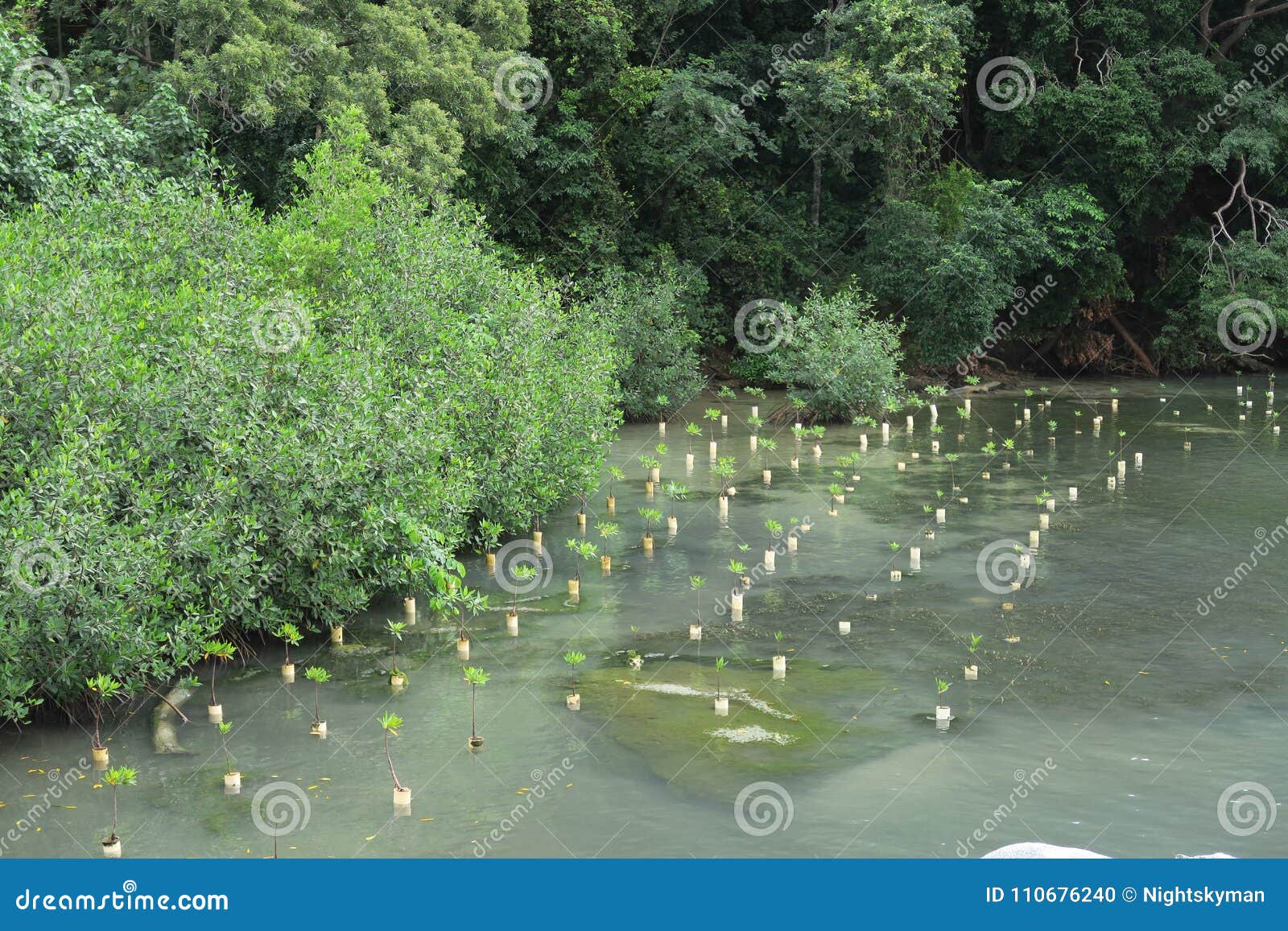 Mangrove trees planting. stock photo. Image of nature - 110676240