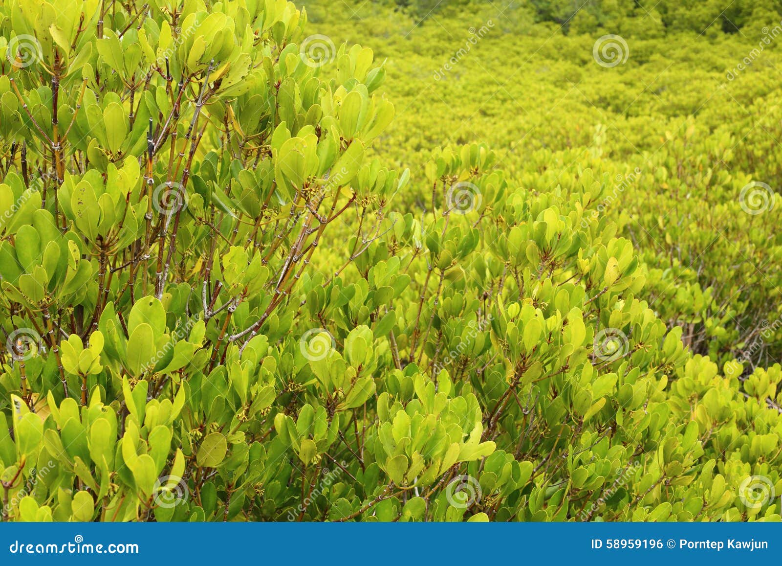 Mangrove Trees of Prong Thong Forest Stock Photo - Image of reflection ...