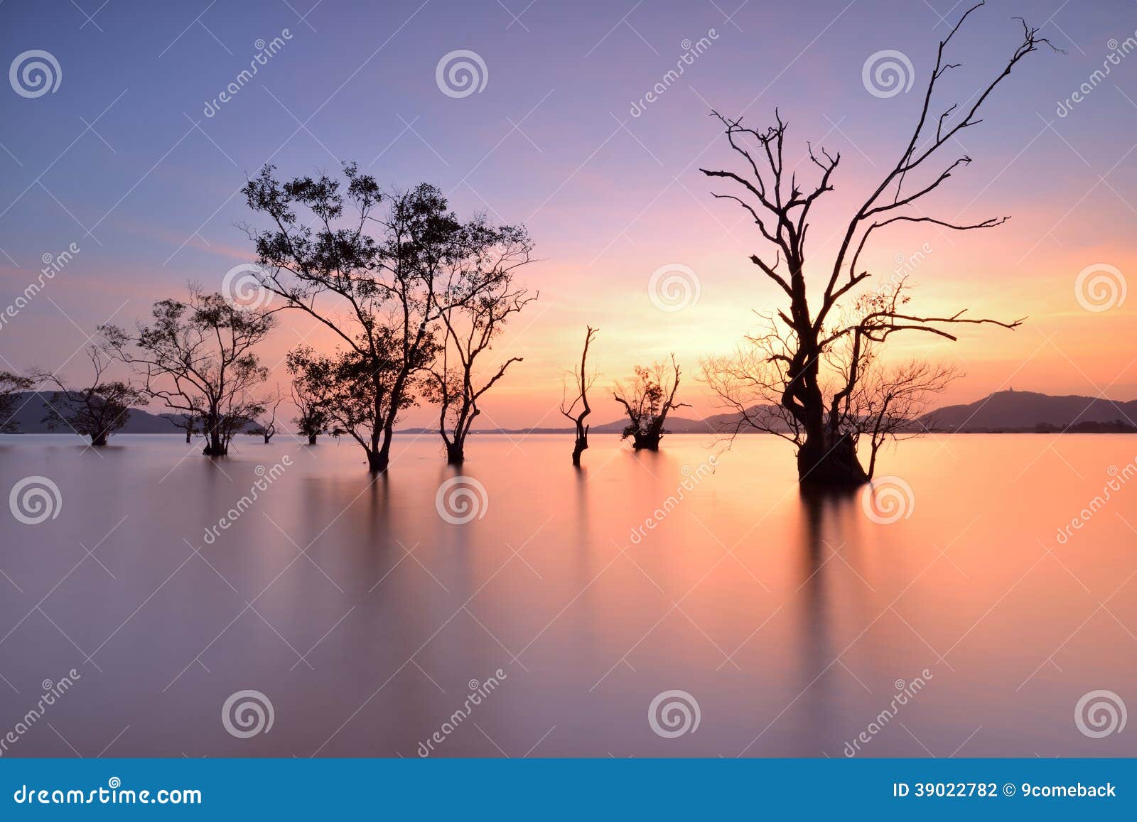 Mangrove trees stock photo. Image of black, relaxing - 39022782