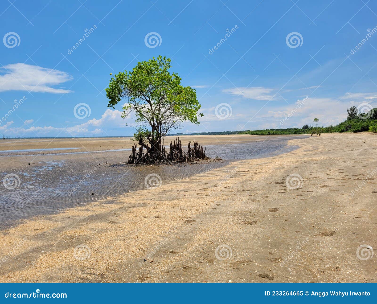 Mangrove Trees That Still Grow Beautiful On The Beach Stock Image ...