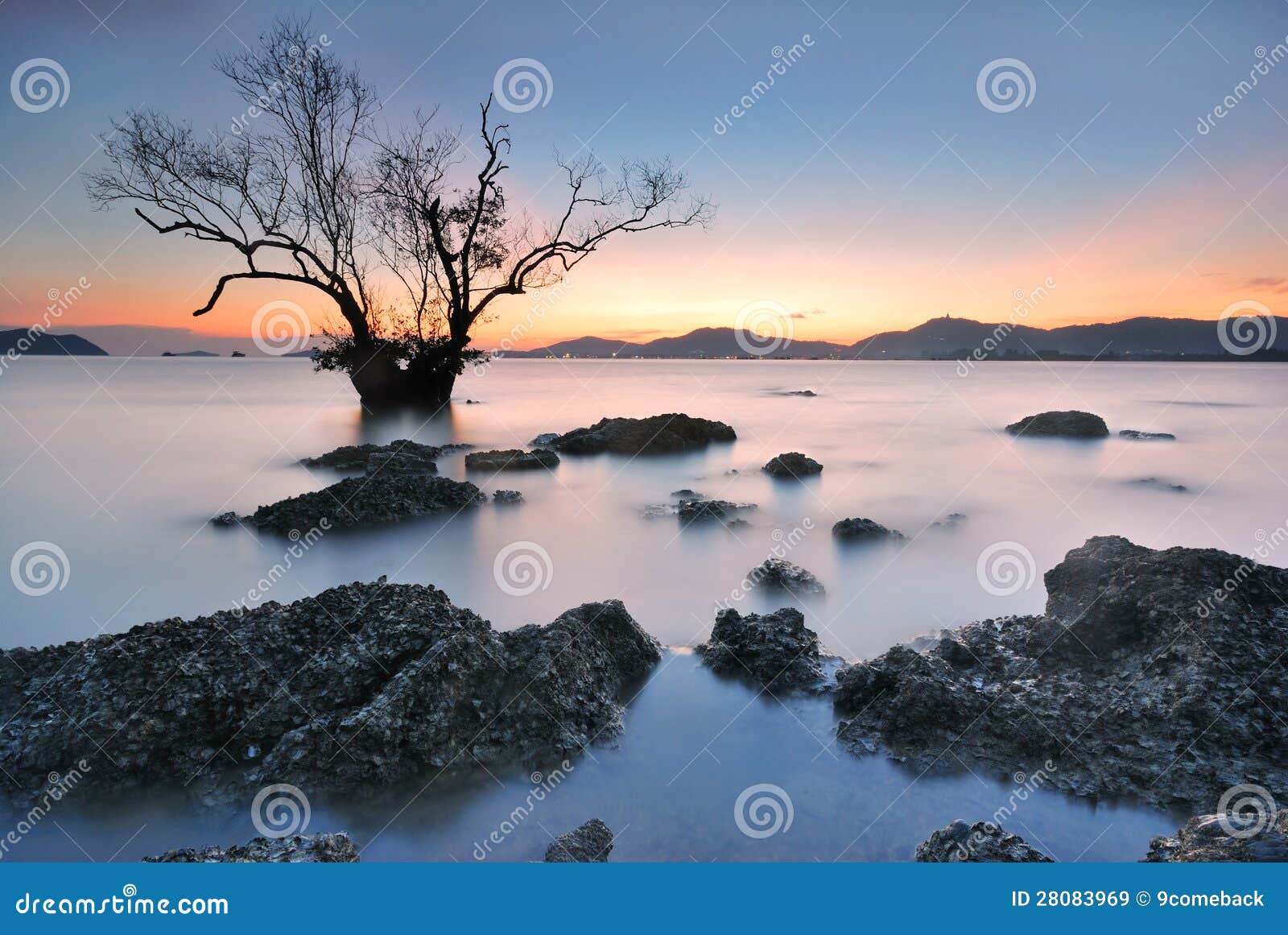 Mangrove trees sunset stock image. Image of gold, coast - 28083969
