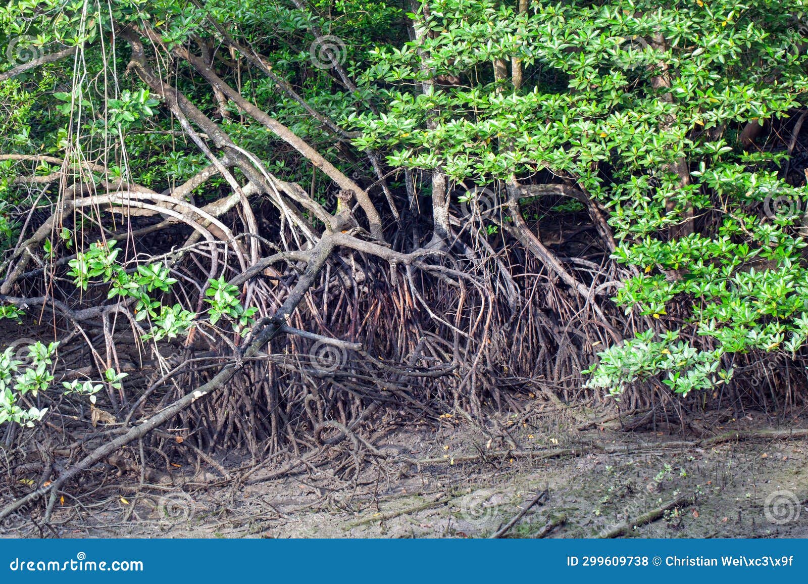 A Mangrove Trees on a Tidal Flat Stock Photo - Image of nature, tree ...