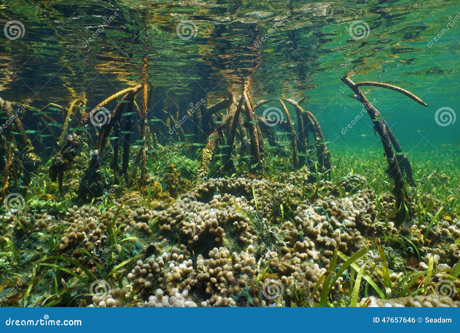 Mangrove Underwater with Coral and Fish in Roots Stock Photo - Image of ...