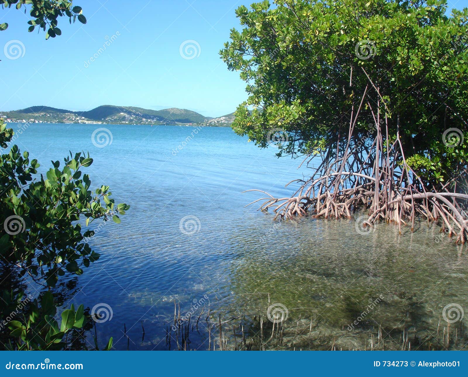 Mangrove View, Puerto Rico, Caribbean Stock Image - Image of ocean ...