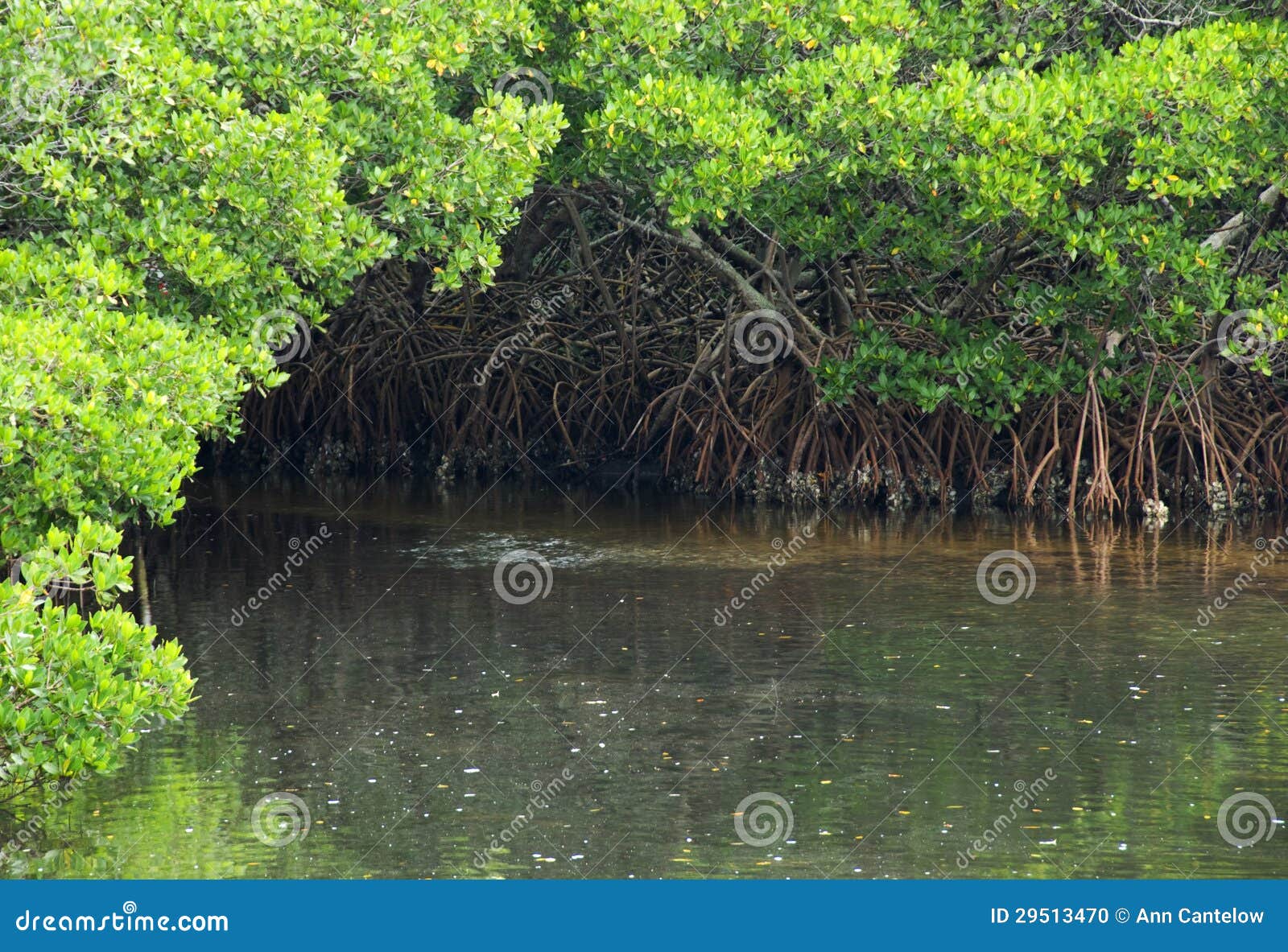 Mangrove Water Nook stock photo. Image of backwater, canoeing - 29513470