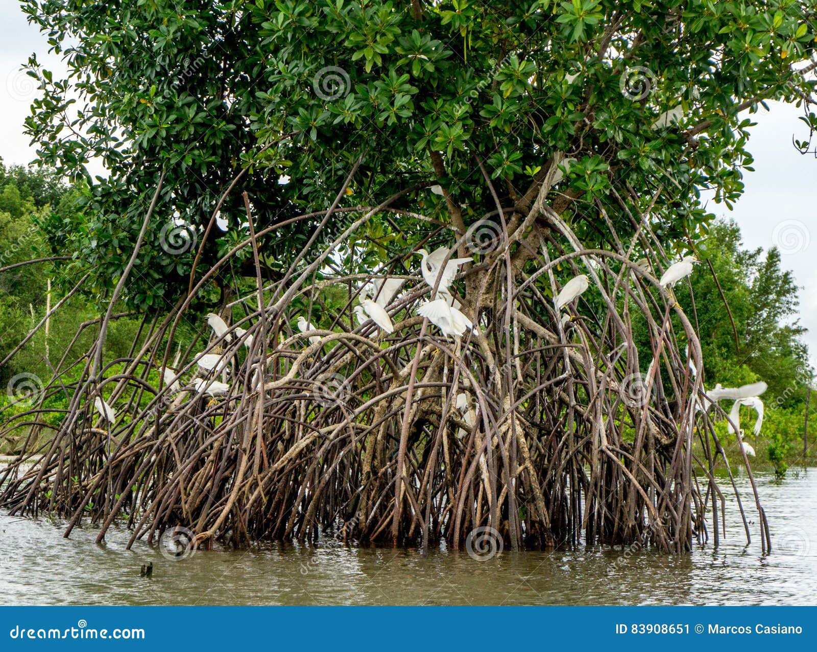 Mangroves in the Amazon stock image. Image of mangrove - 83908651