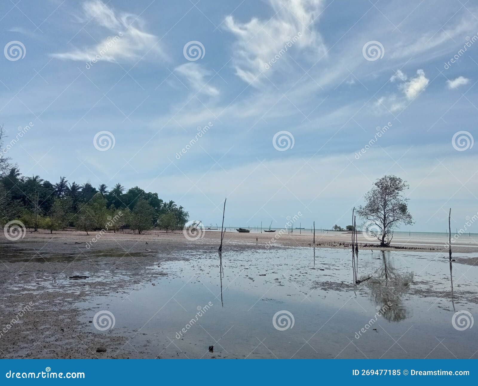 Mangroves On The Beach Of Mango Halto In Aruba Royalty-Free Stock Image ...
