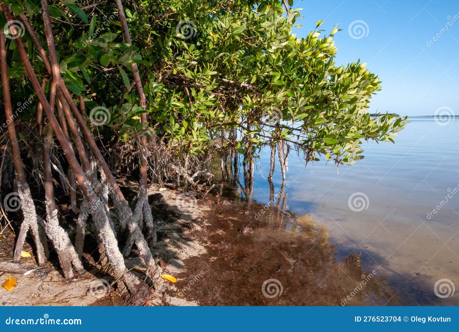 Mangroves On The Coast Of The Tropical Island Of Taveuni In The Fiji ...