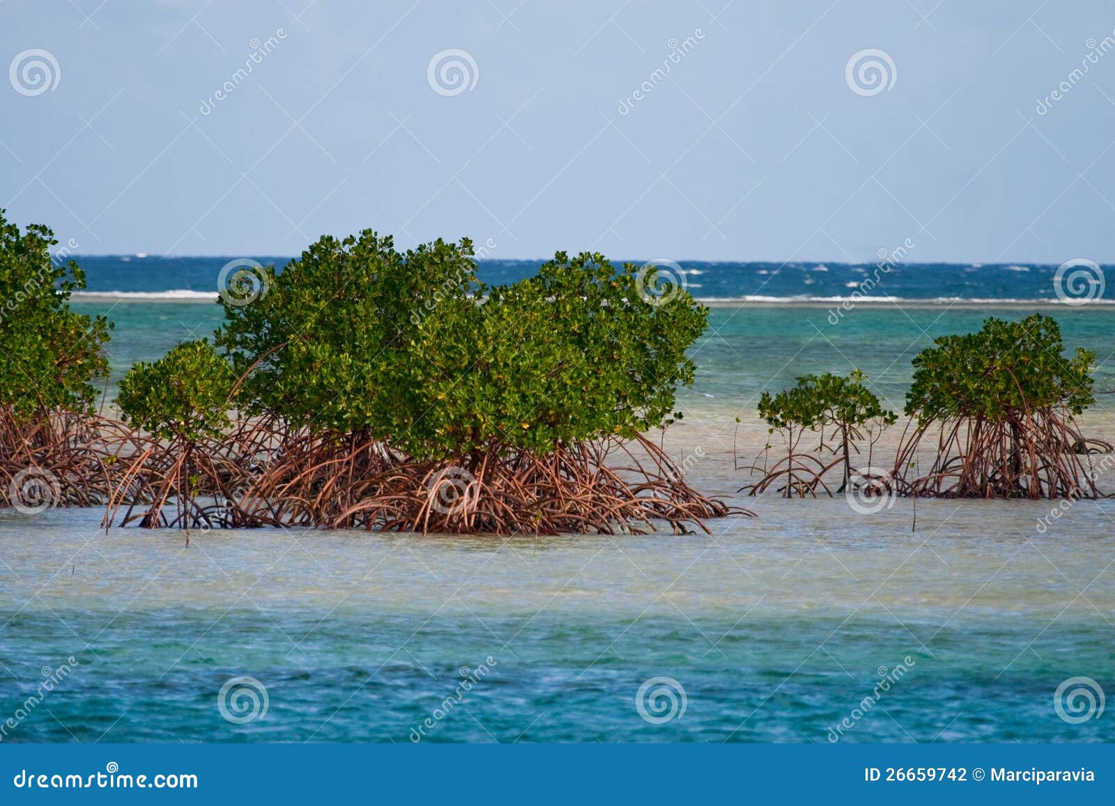 Mangroves in Fiji stock photo. Image of trees, pacific - 26659742
