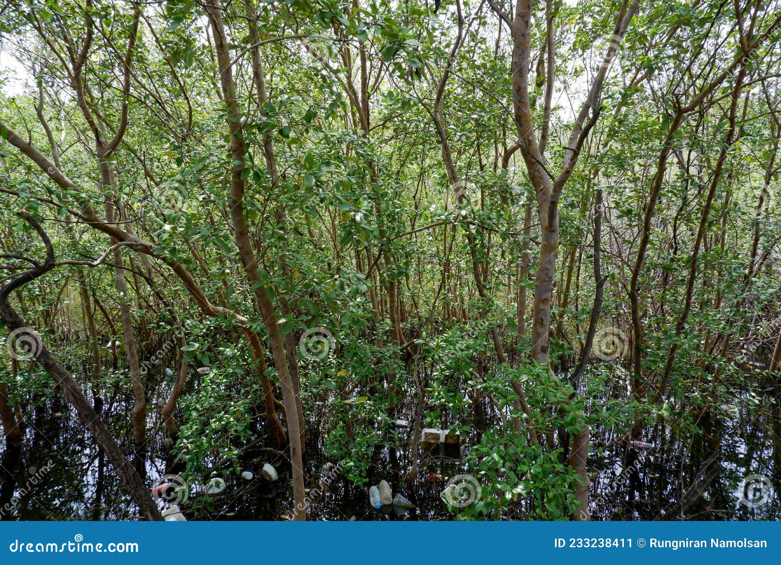 The Mangroves Have Small Trees, Called Dense Stock Image - Image of ...