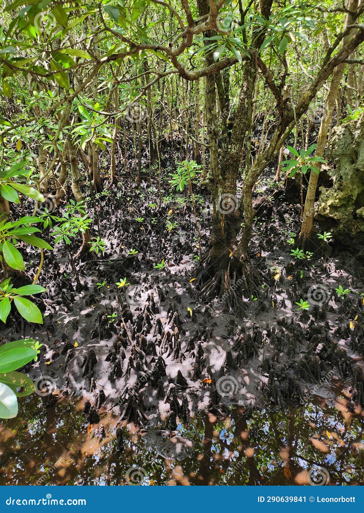 Mangroves Jozani Forest Zanzibar Stock Image - Image of jozani, roots ...