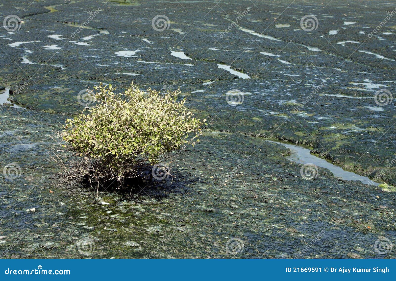 Mangroves, Last Patch of the Lost Treasure in Bahr Stock Image - Image ...