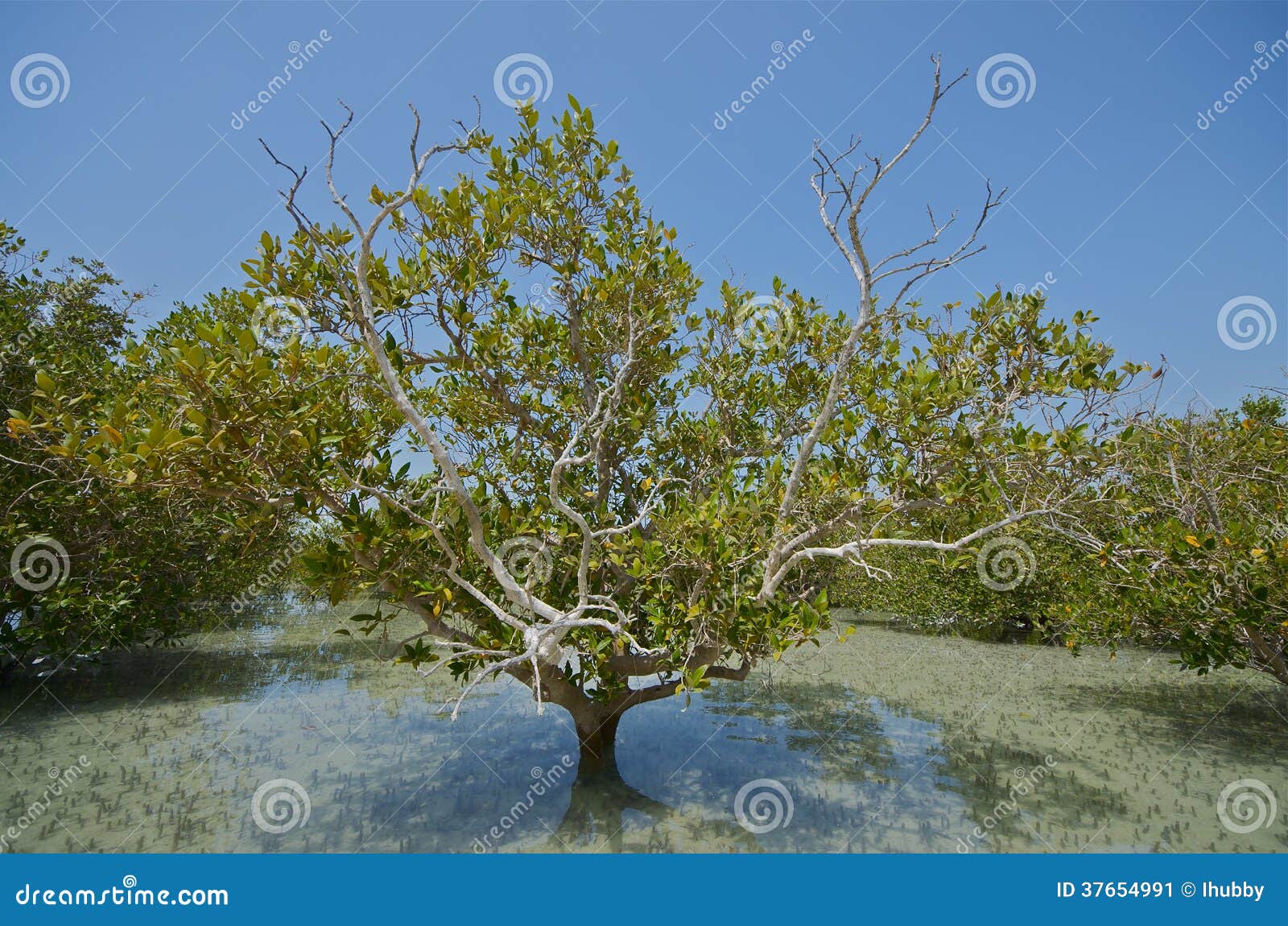 Mangroves stock image. Image of mangroves, exotic, tree - 37654991