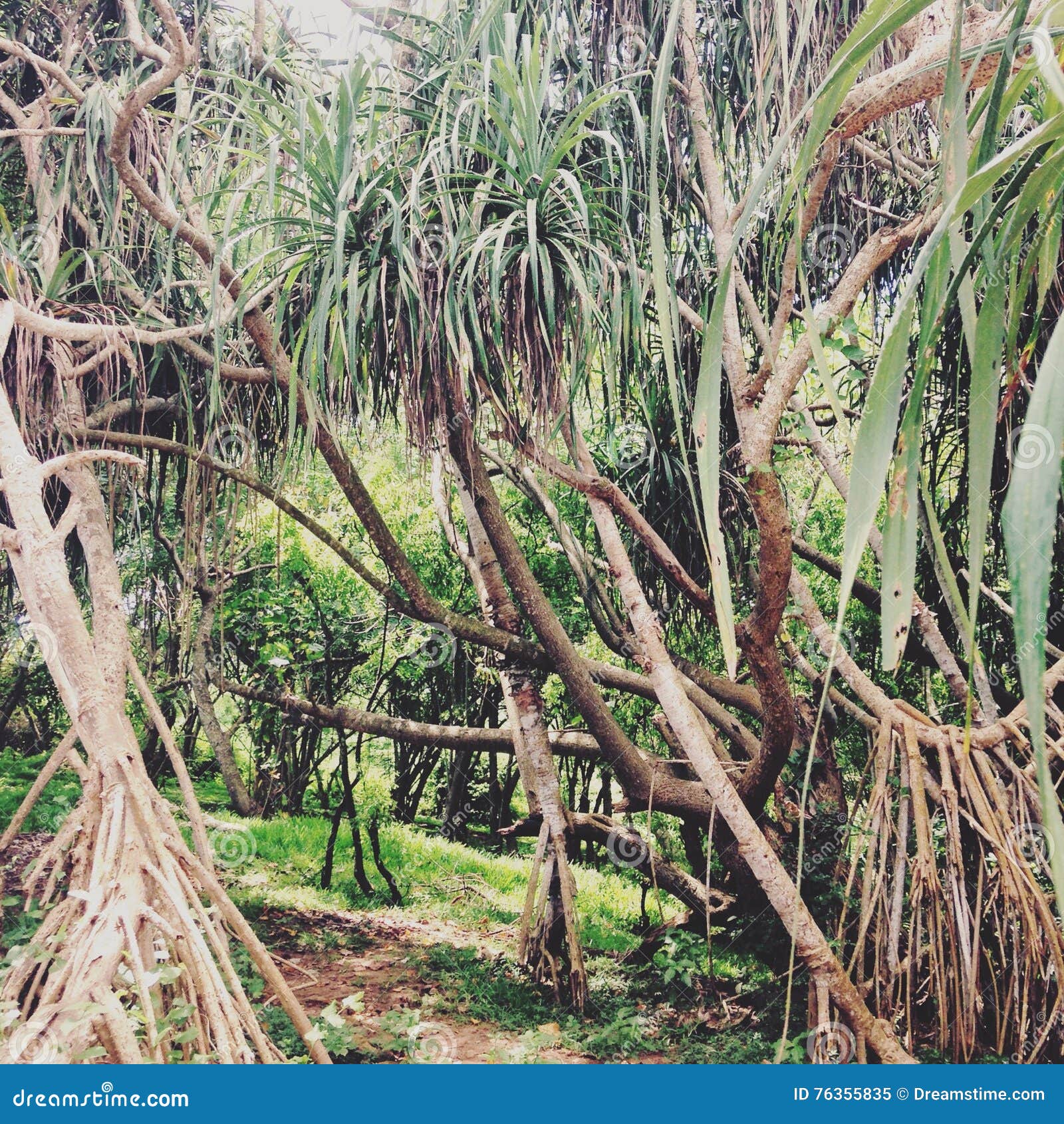Mangroves stock image. Image of tangle, mangrove, peace - 76355835