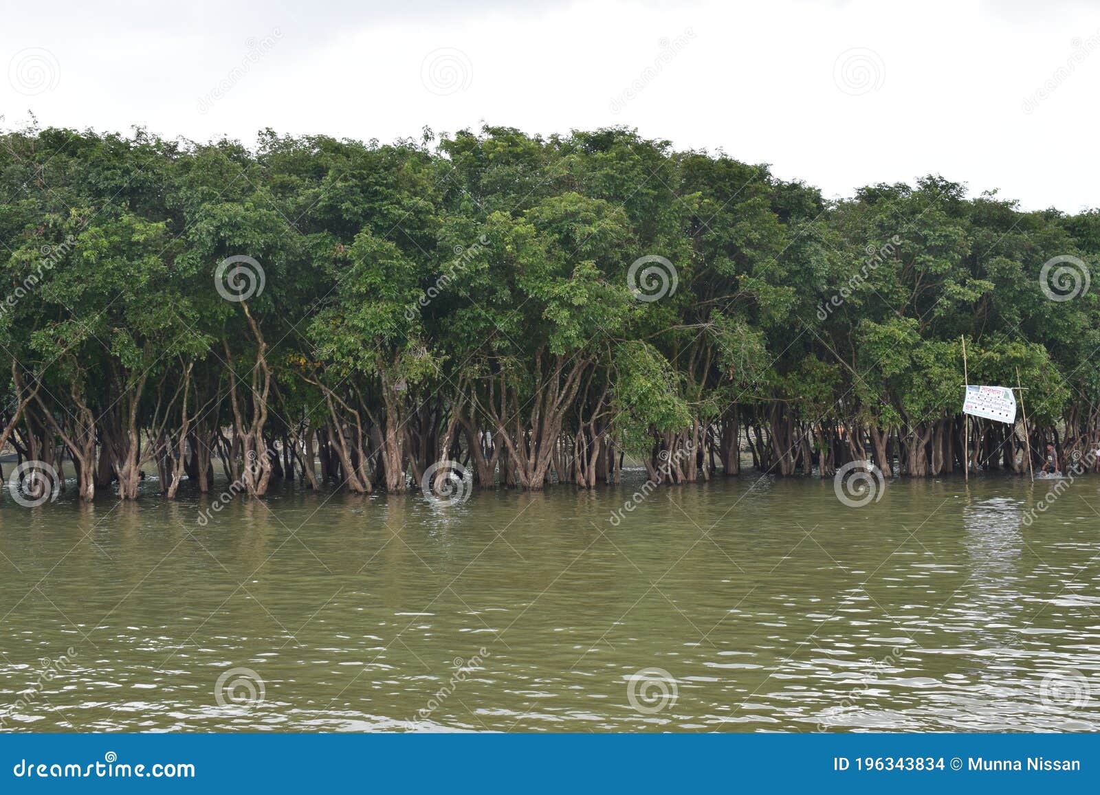 Mangroves on the River Water,Mangrove Trees in Asia Stock Photo - Image ...
