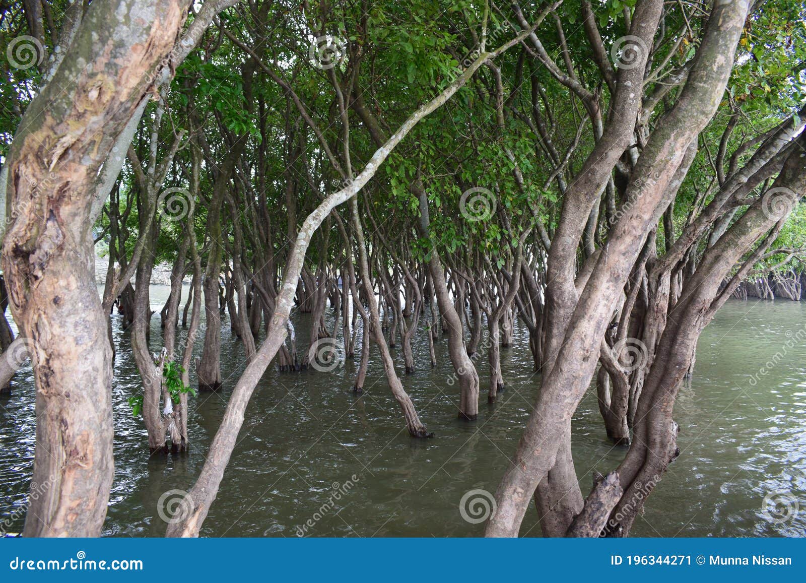 Mangroves on the River Water,Mangrove Trees in Asia Stock Image - Image ...