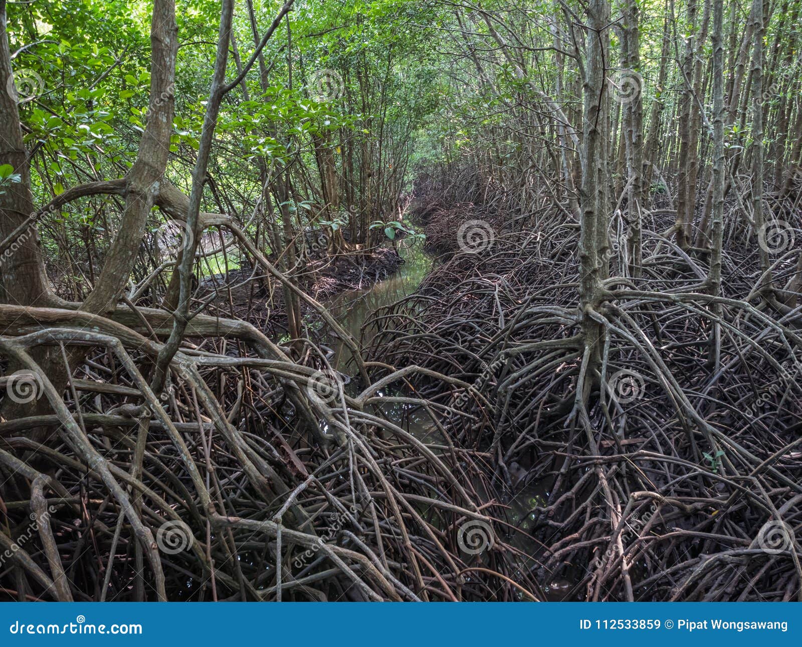 Mangroves, the Root of Mangroves Stock Image - Image of outdoor ...