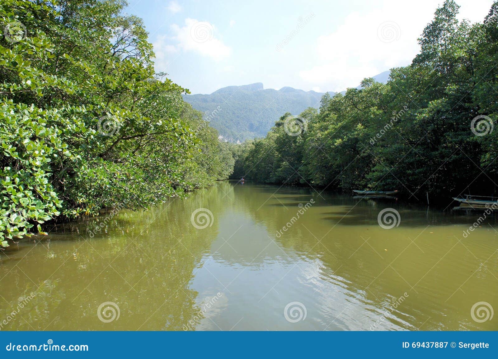 Mangroves on the Shores of a Tropical River . Stock Image - Image of ...