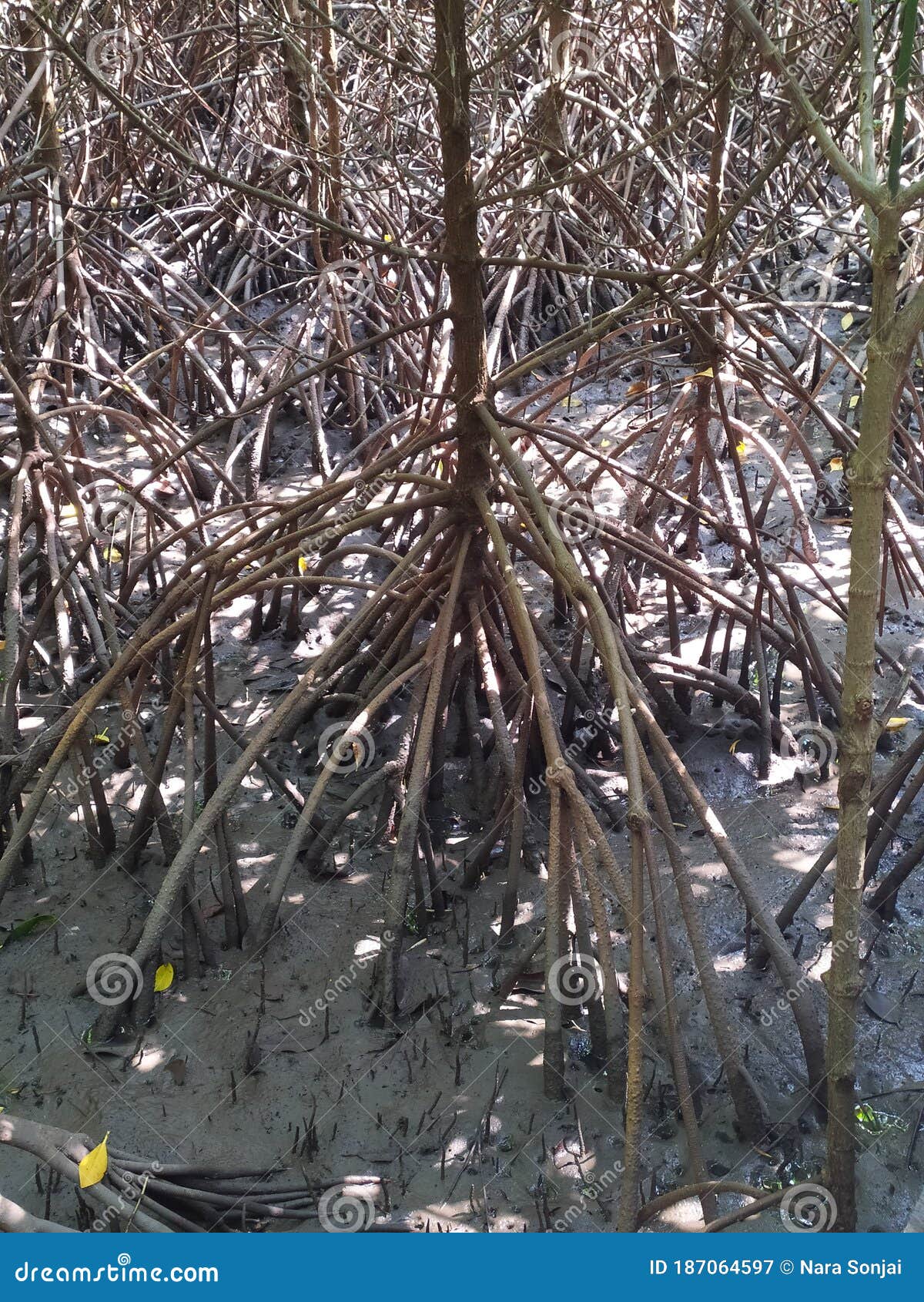 Mangroves Forests, Palmtree, Mangroves In The Caribbean, Dominican ...