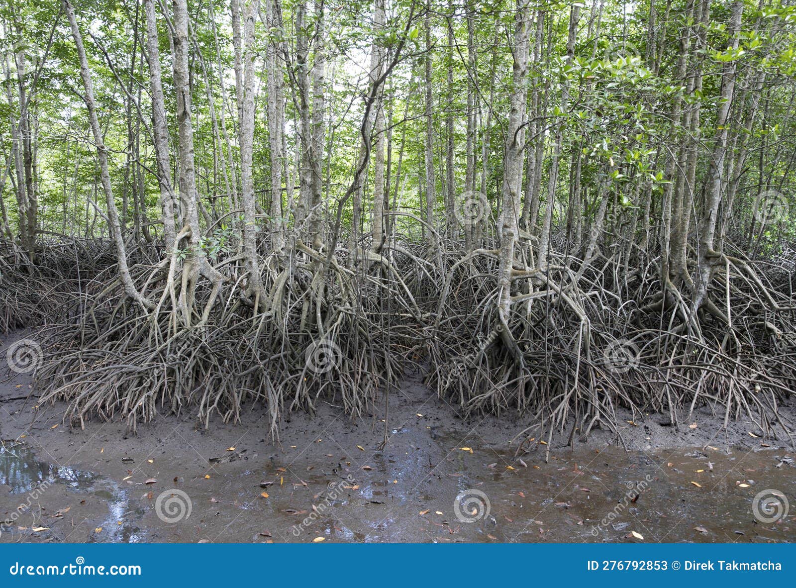 Mangroves forest stock image. Image of complex, plant - 276792853