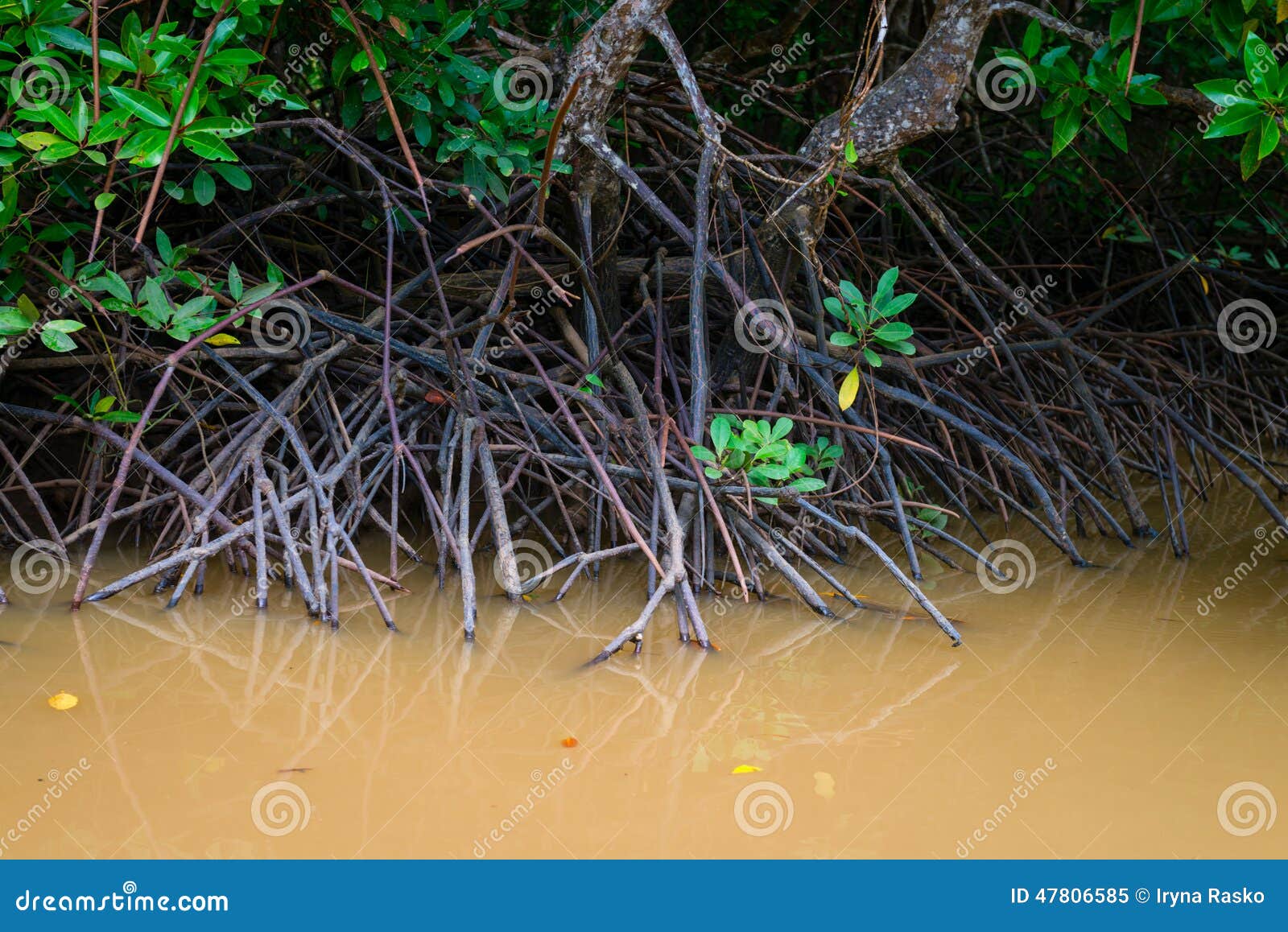 Mangroves Trees in Water at Low Tide Stock Image - Image of dark, bush ...