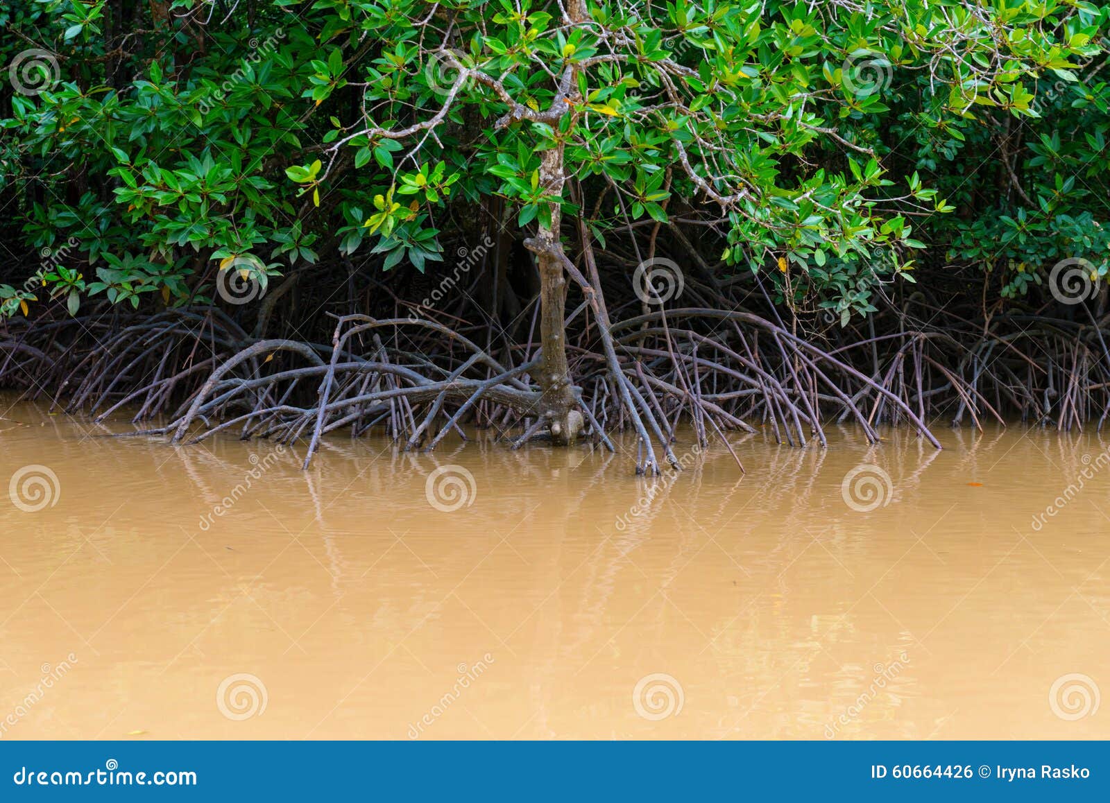 Mangroves Trees in Water at Low Tide Stock Photo - Image of outdoor ...