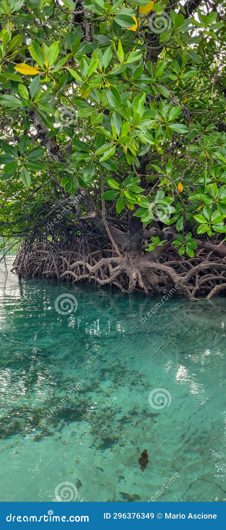 Mangroves and water. stock image. Image of mangrove - 296376349