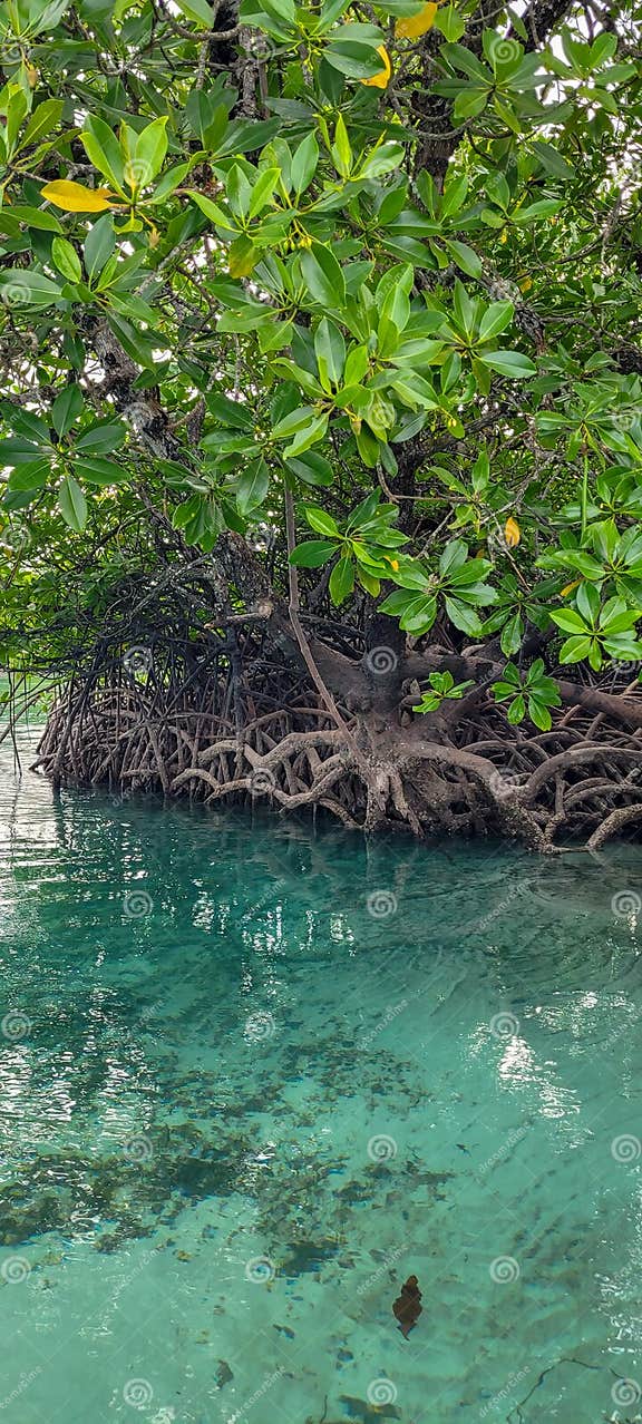 Mangroves and water. stock image. Image of mangrove - 296376349