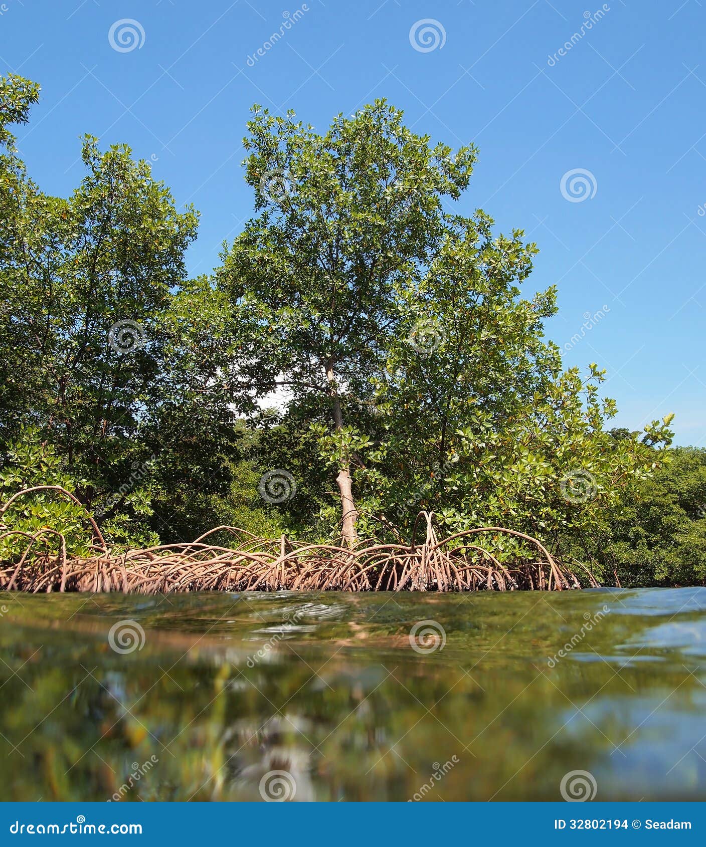 Mangrovia Dalla Superficie Dell'acqua Fotografia Stock - Immagine di ...