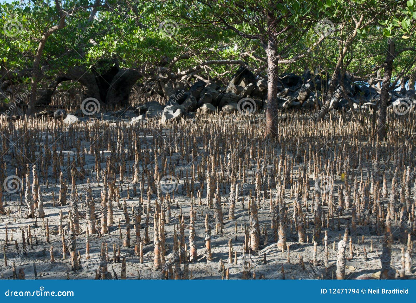 Mangrovia del Madagascar fotografia stock. Immagine di foresta - 12471794